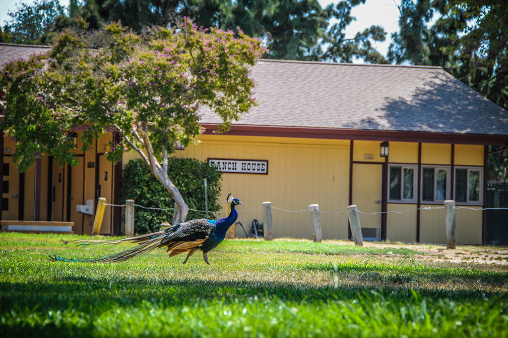 Elverta Park | Homes for Sale Antelope CA | Solar Homes